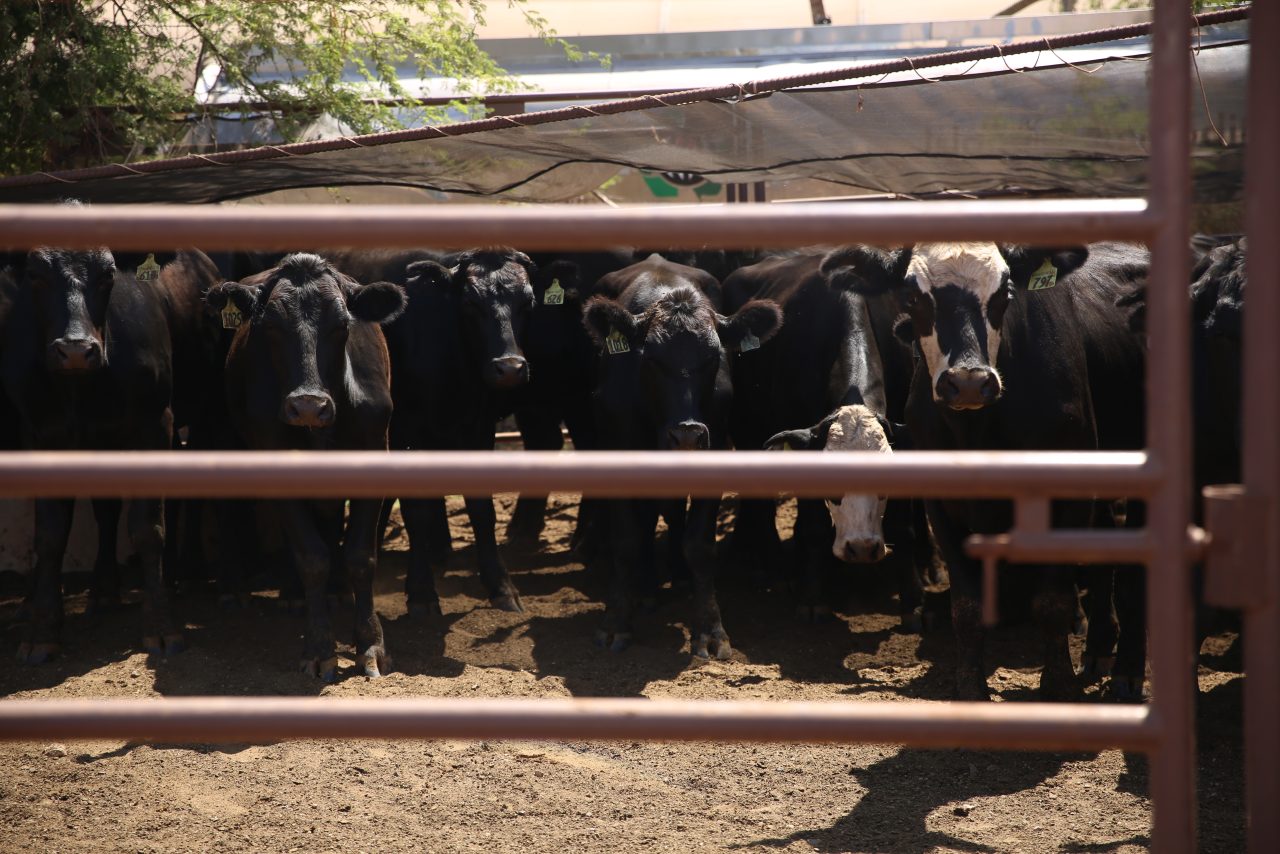 3B Livestock - Hawai'i Agricultural Foundation