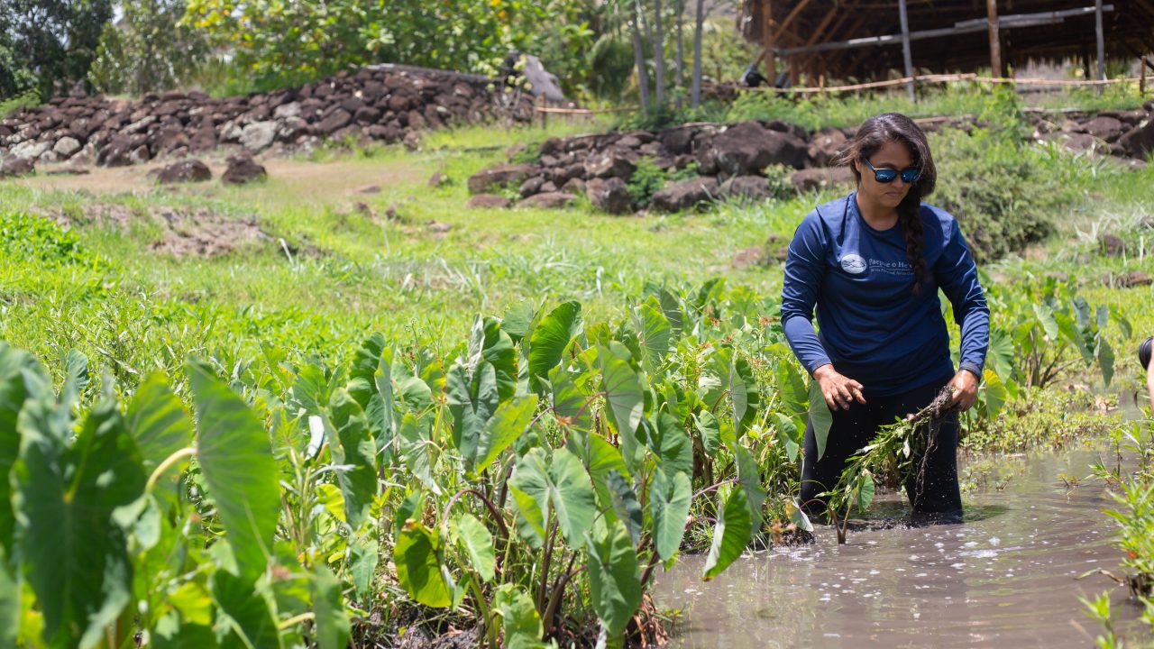 Ka‘ala Farm - Hawai'i Agricultural Foundation
